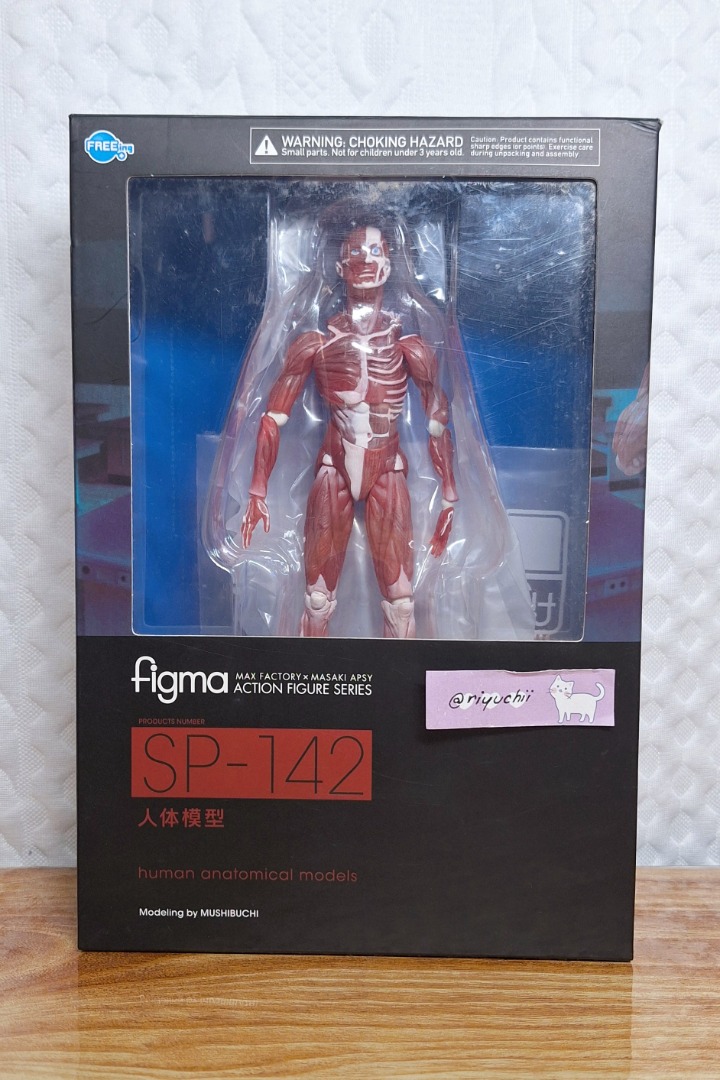 Figma SP-142 Human Model, Hobbies & Toys, Toys & Games on Carousell