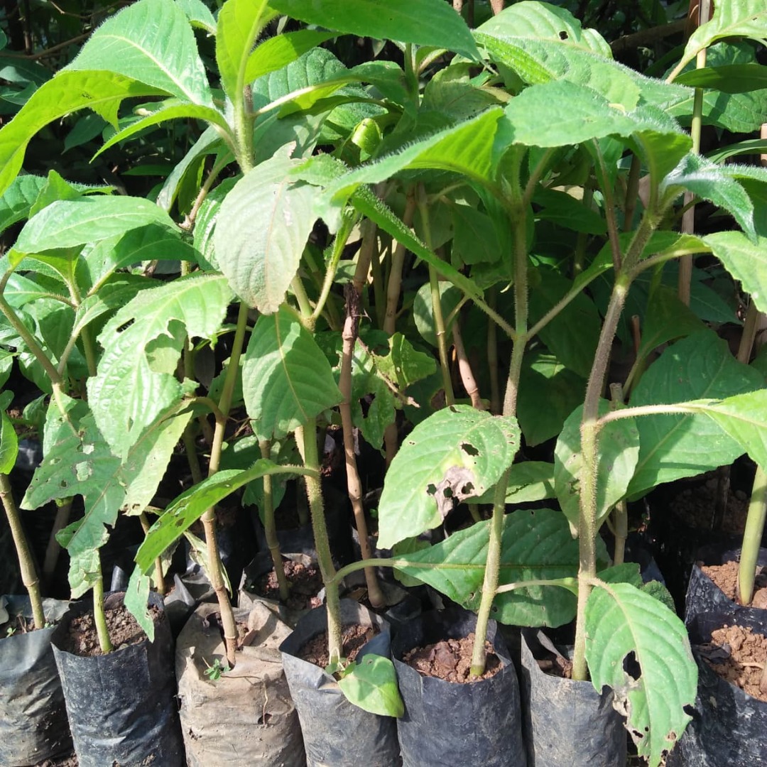 Isi 3 - Bibit Tanaman Trichantera gigantea - Sumber Hijauan Pakan ...