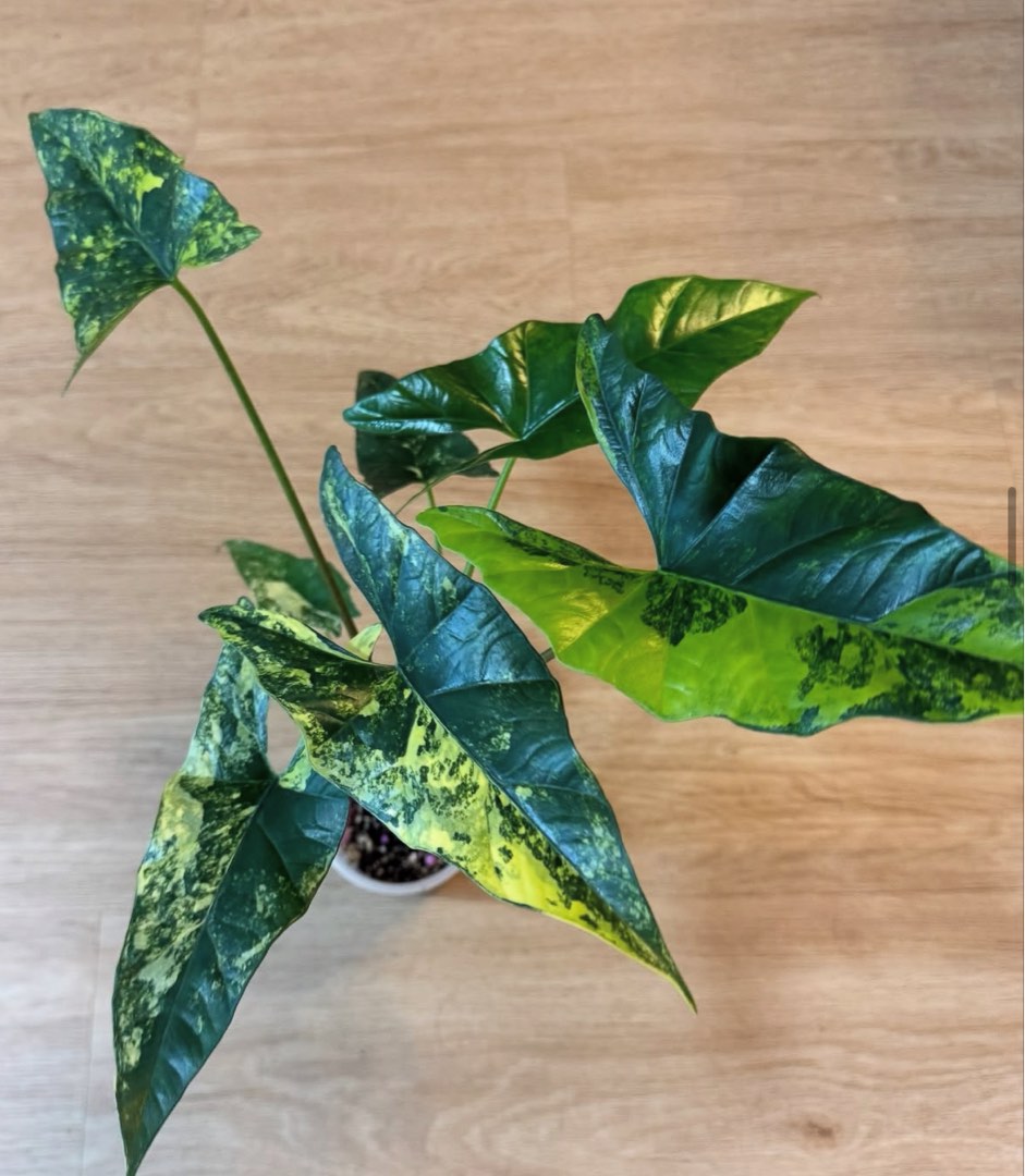 Alocasia Simpo Aurea Variegated, Furniture & Home Living, Gardening, Plants & Seeds on Carousell