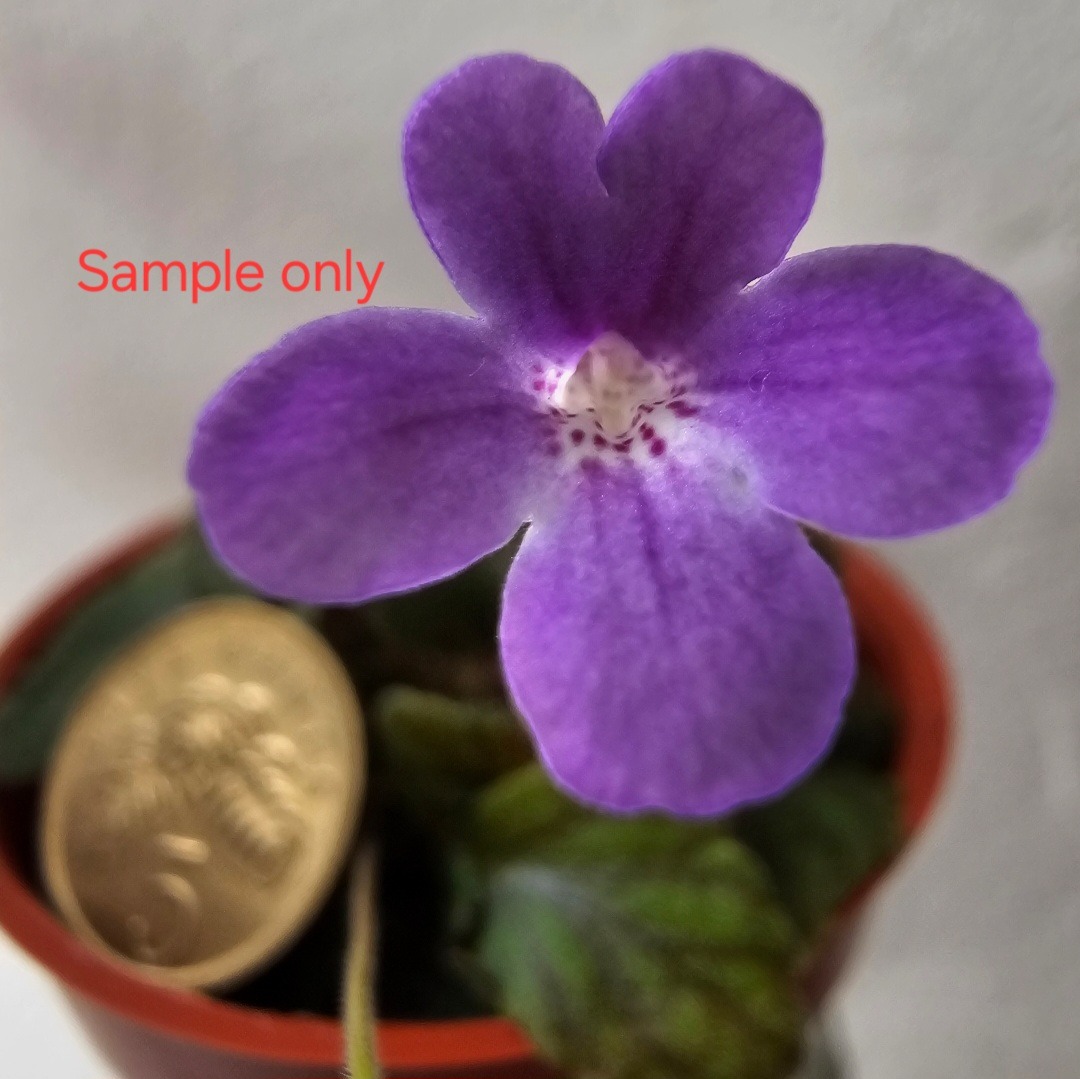 Micro Sinningia Mary Jane's Pixie - self-watering, Furniture & Home ...