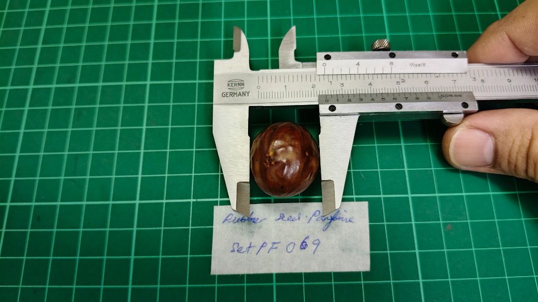 Biji pokok getah Panglima mainan anak kampung klasik Childhood game ...