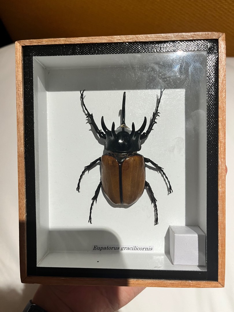 Scarab beetle Eupatorus Gracilicornis real specimens collectible ...
