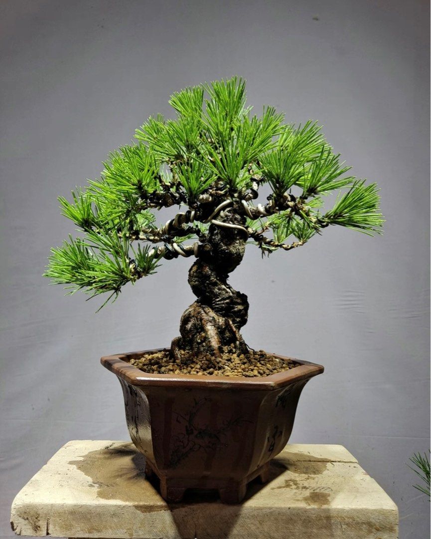 Japanese Kuromatsu Black Pine, Furniture & Home Living, Gardening ...
