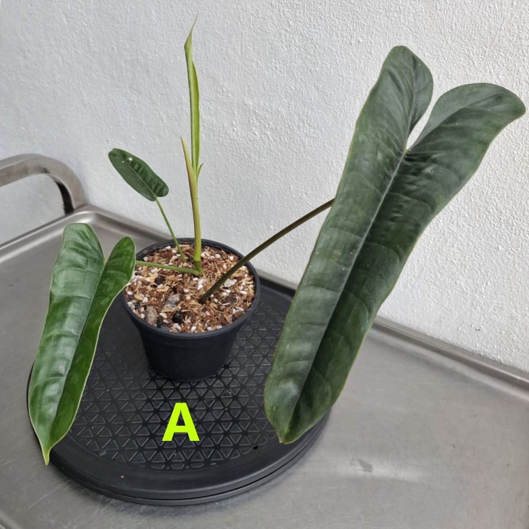 Philodendron sp Felix A, Furniture & Home Living, Gardening, Plants ...