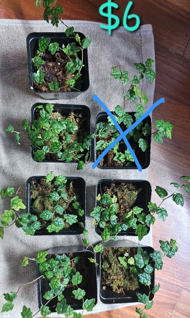 Ficus Pumila Quercifolia/ String of frogs/Hydrocotyle tripartita ...