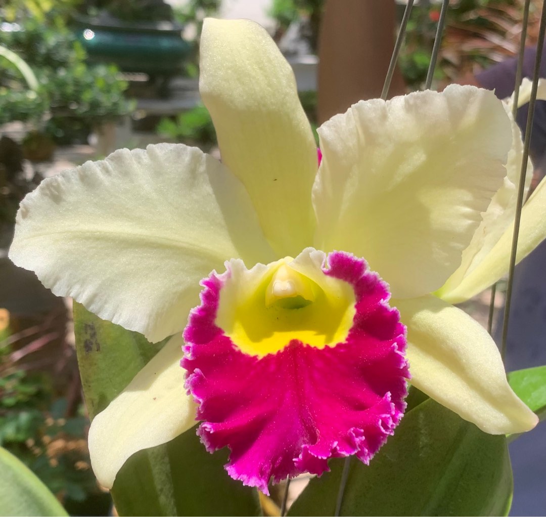 Cattleya (Rlc) Pratum Green Orchid Hybrid, Fragrant, Furniture & Home ...