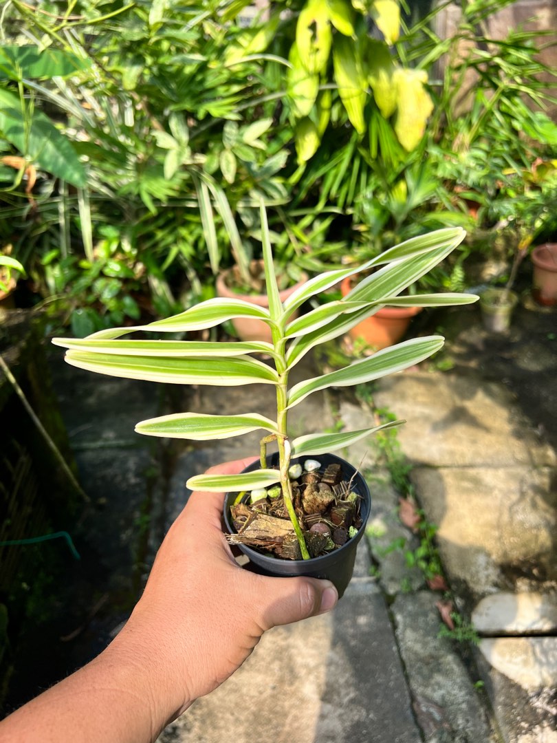Arachnis maggie oei variegated, Furniture & Home Living, Gardening ...