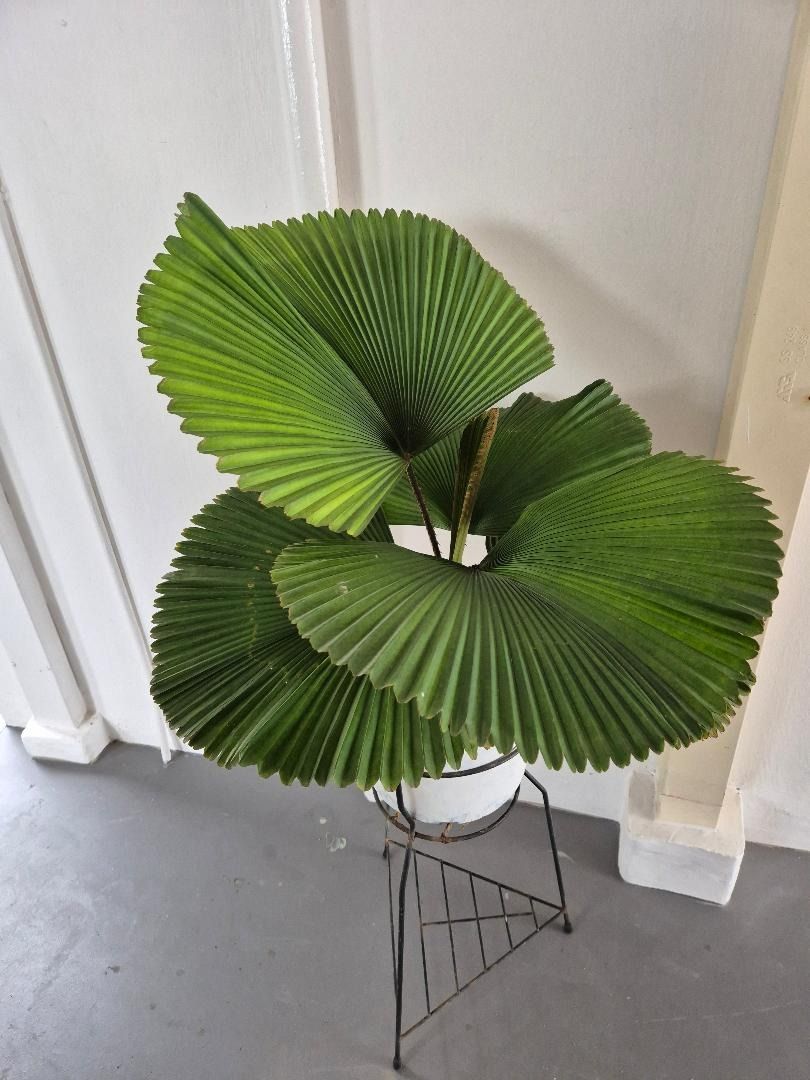 Ruffled Fan Palm (28 inches height with additional 4 plant stand ...