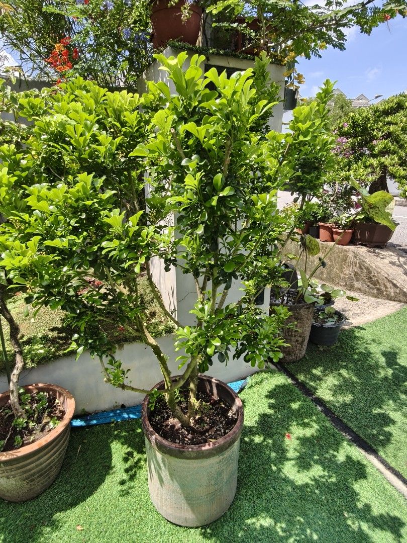 Aglaia odorata Tree, Furniture & Home Living, Gardening, Plants & Seeds ...