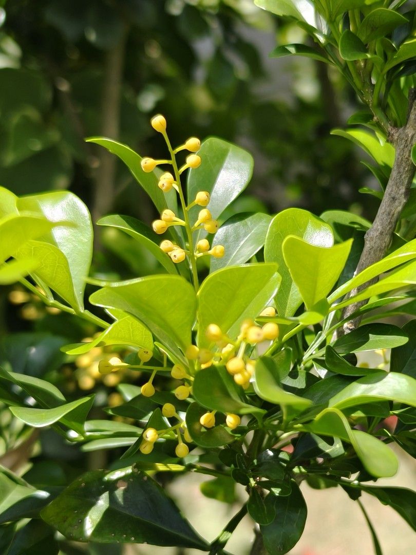 Aglaia odorata Tree, Furniture & Home Living, Gardening, Plants & Seeds ...