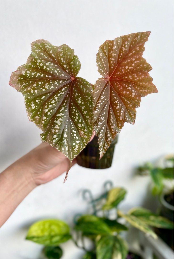 Begonia Dancing Girl, Furniture & Home Living, Gardening, Plants ...