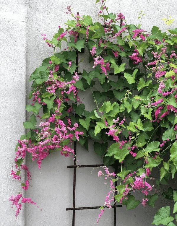 coral vine (antigonon leptopus) in hanging pot, Furniture & Home Living ...