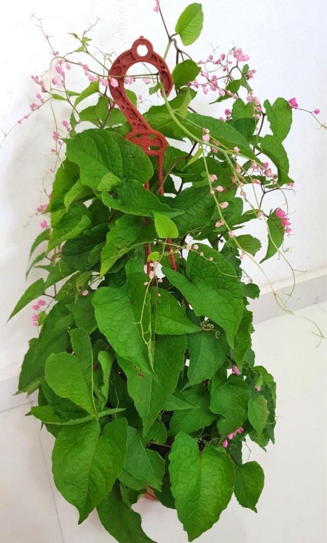 coral vine (antigonon leptopus) in hanging pot, Furniture & Home Living ...