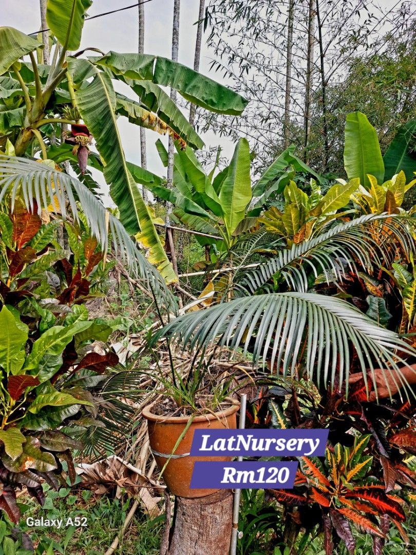 Pokok paku aji / Cycas rumphii - Haji Ishak, Furniture & Home Living ...