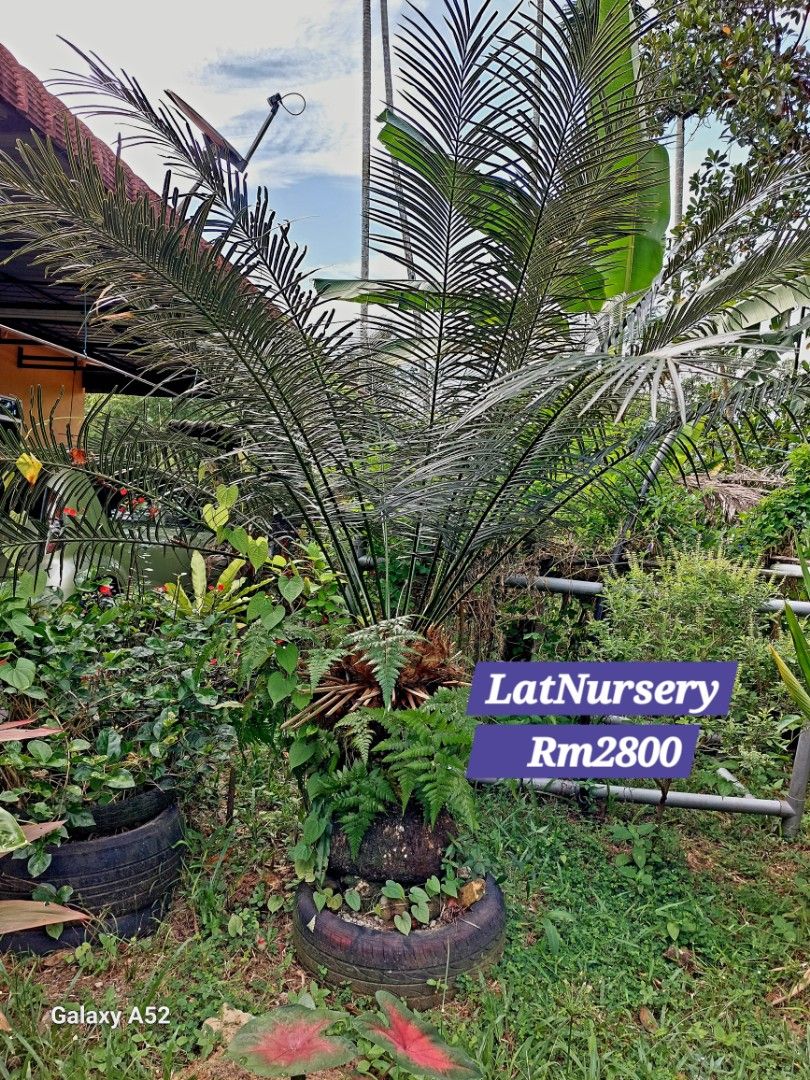 Pokok paku aji / Cycas rumphii - Haji Ishak, Furniture & Home Living ...