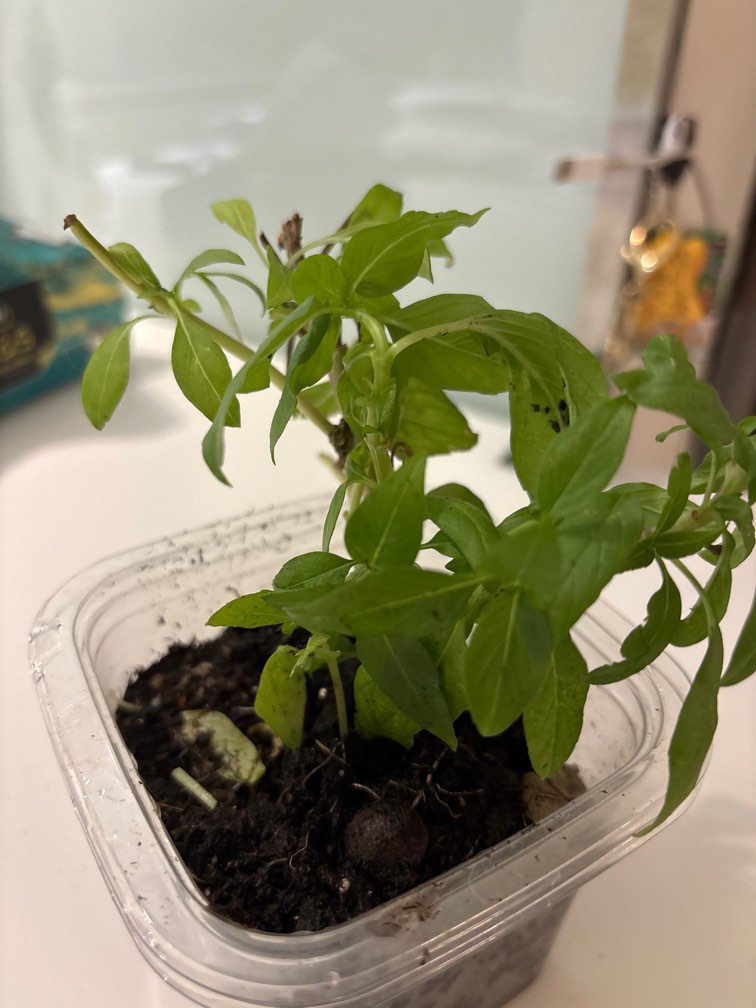 $10 Thai basil seedling organic grown from seeds now ready, 傢俬＆家居, 園藝 ...