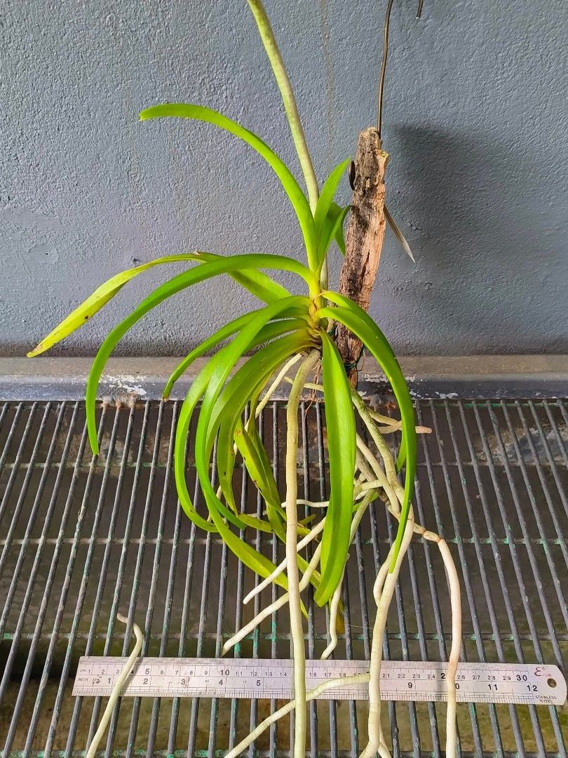 Vanda chirayupiniae, Furniture & Home Living, Gardening, Plants & Seeds ...