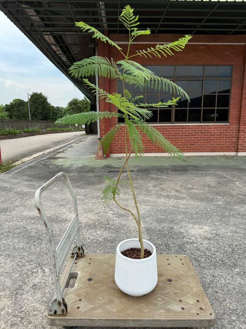 1.6m Tall Jacaranda Mimosifolia Tree ( with curved trunk), Furniture ...