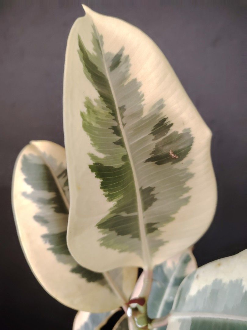 Ficus Elastica Tineke, Furniture & Home Living, Gardening, Plants ...