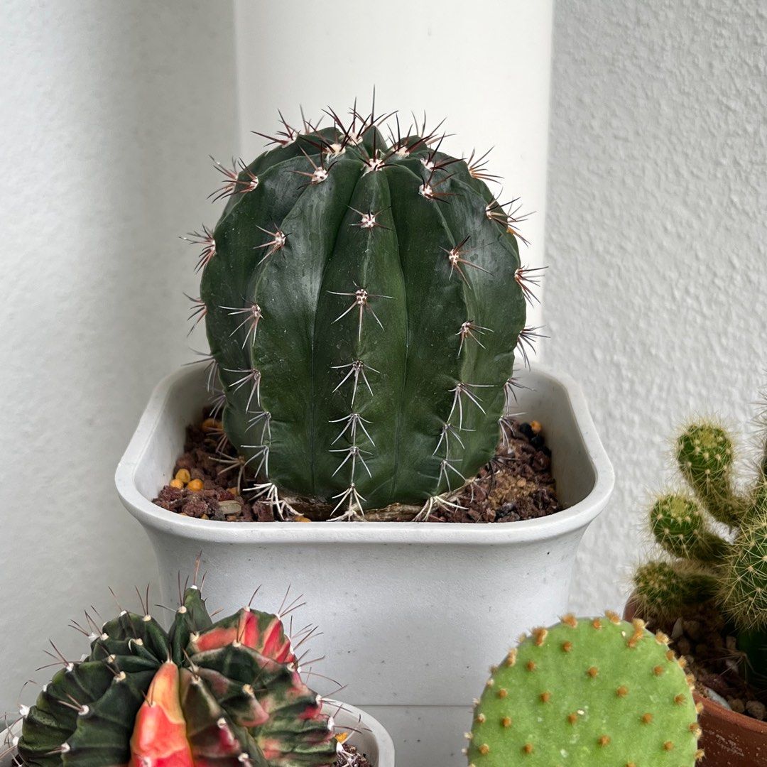 Mixed Cactus (5pcs live plants including pots) 🌵, Furniture & Home ...