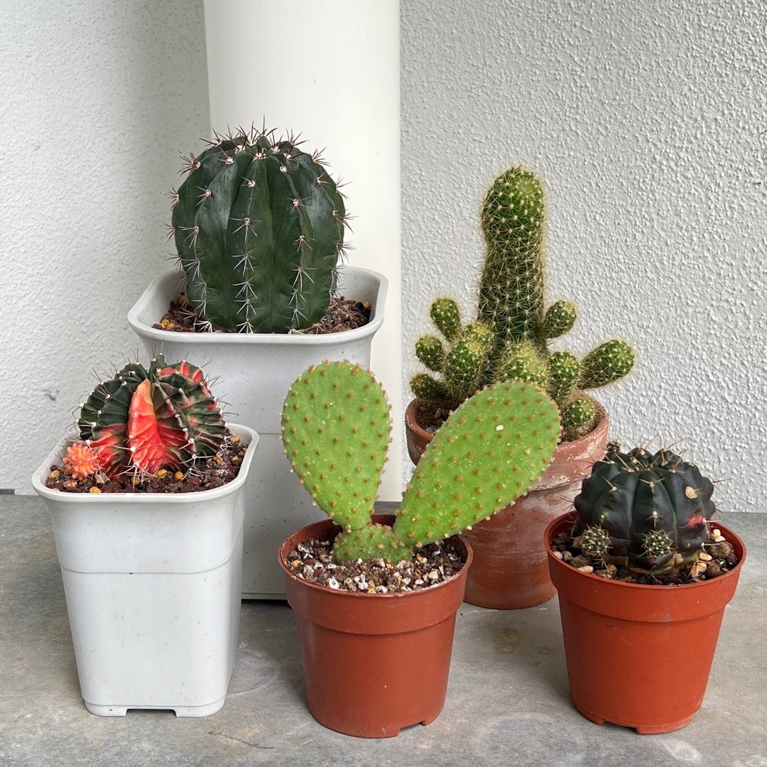 Mixed Cactus (5pcs live plants including pots) 🌵, Furniture & Home ...
