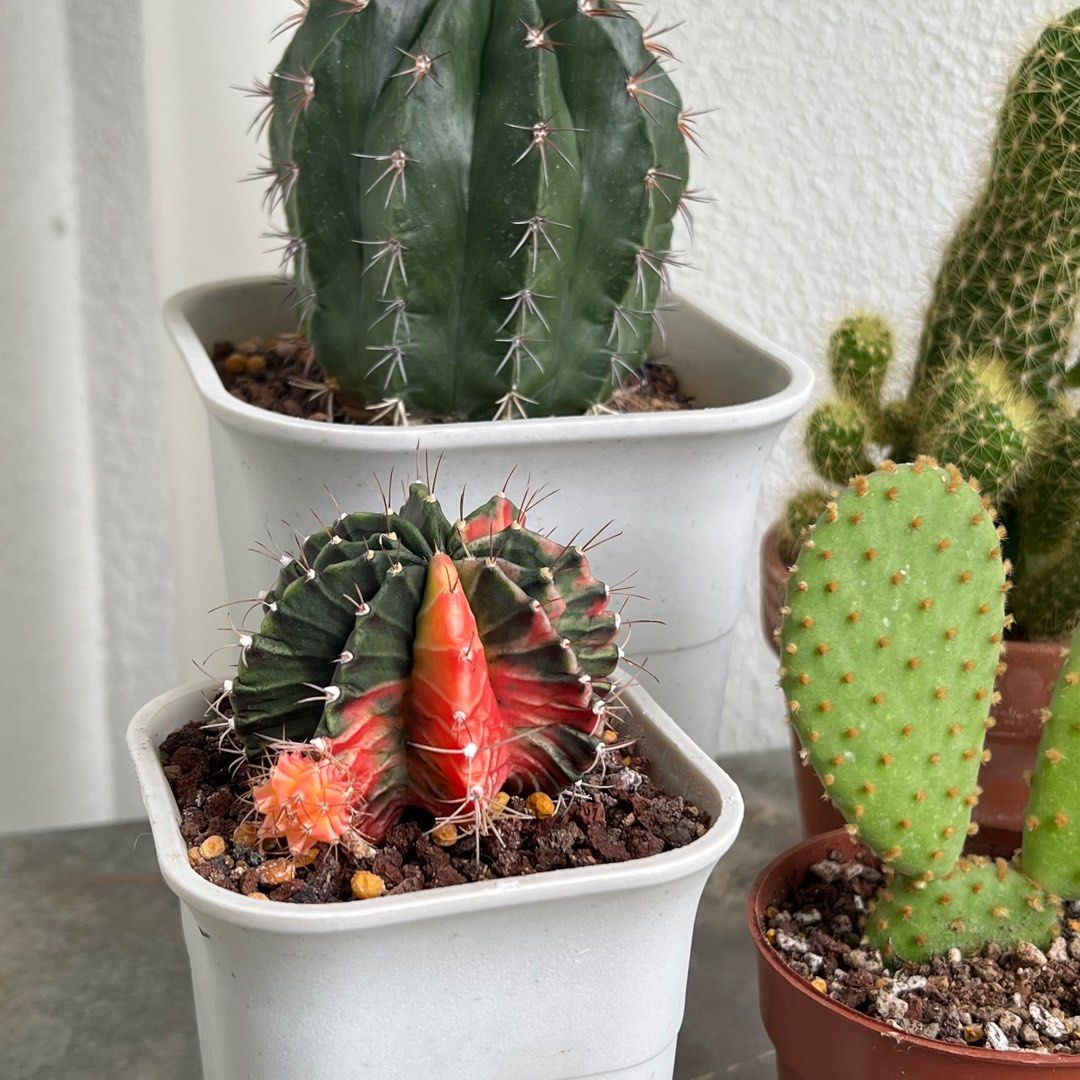 Mixed Cactus (5pcs live plants including pots) 🌵, Furniture & Home ...