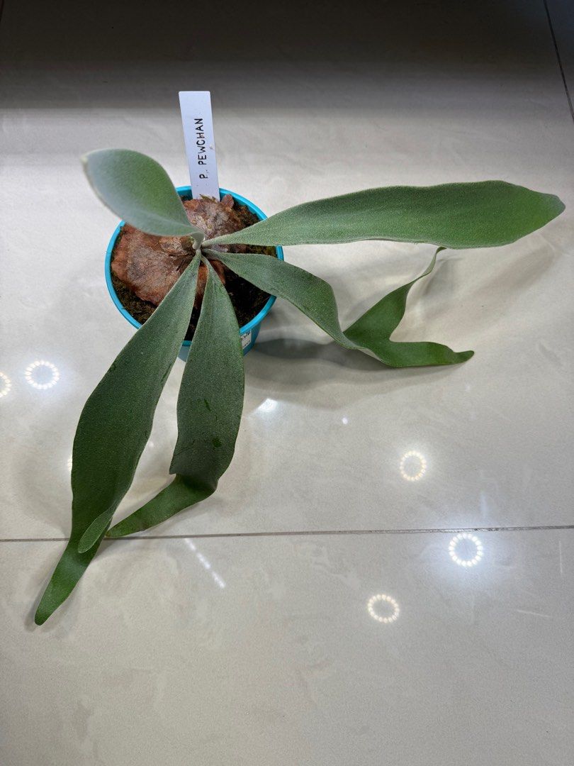 Platycerium Pewchan Staghorn fern, Furniture & Home Living, Gardening ...