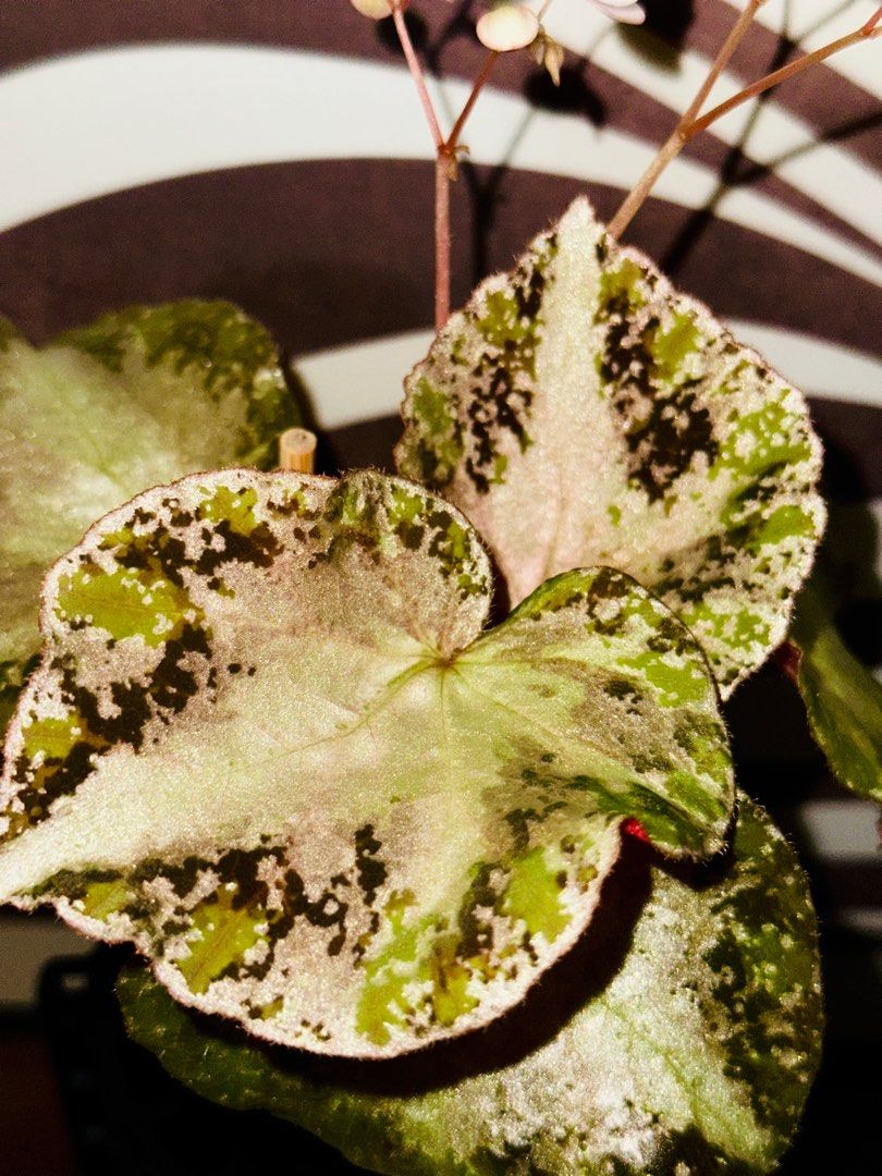 Begonia Snowflake Hybrid ( Camo) 🪴, Furniture & Home Living, Gardening ...