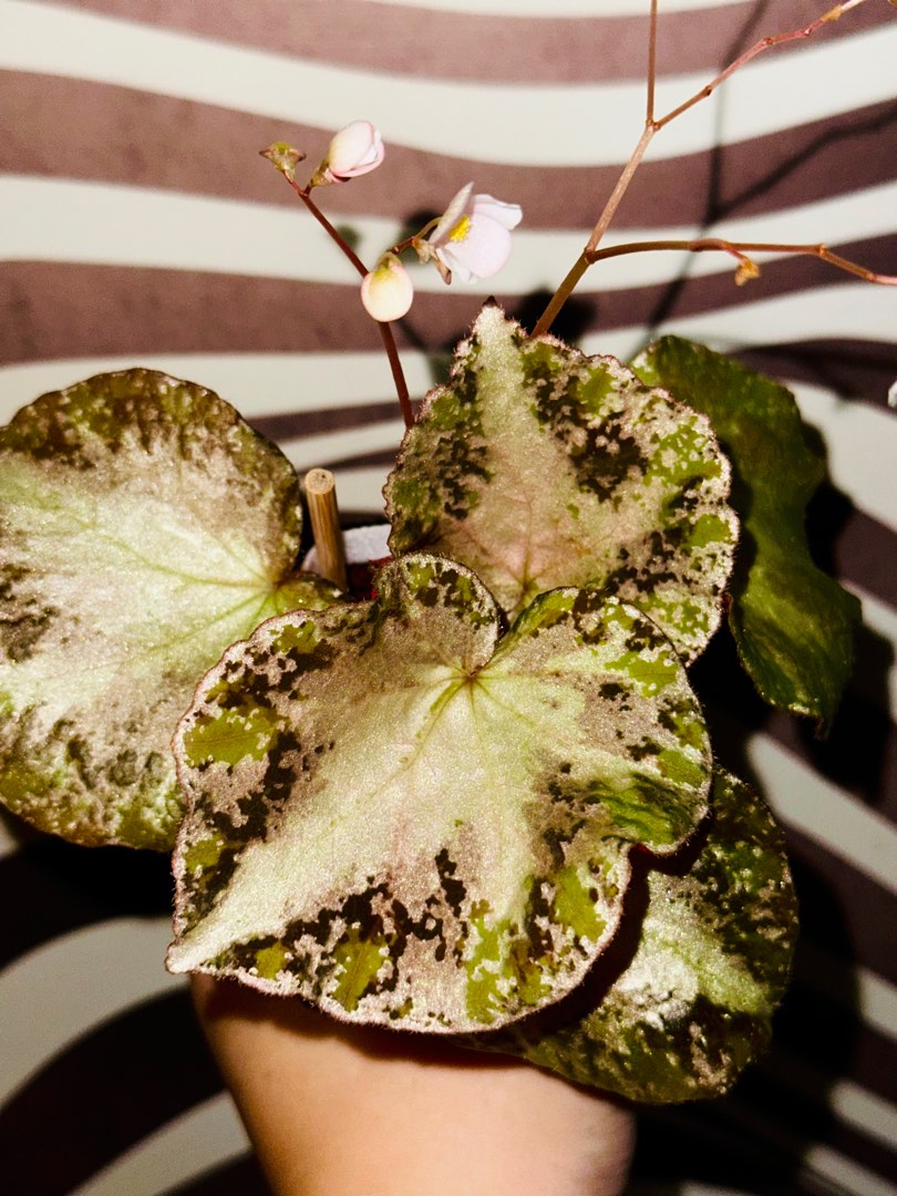Begonia Snowflake Hybrid ( Camo) 🪴, Furniture & Home Living, Gardening ...