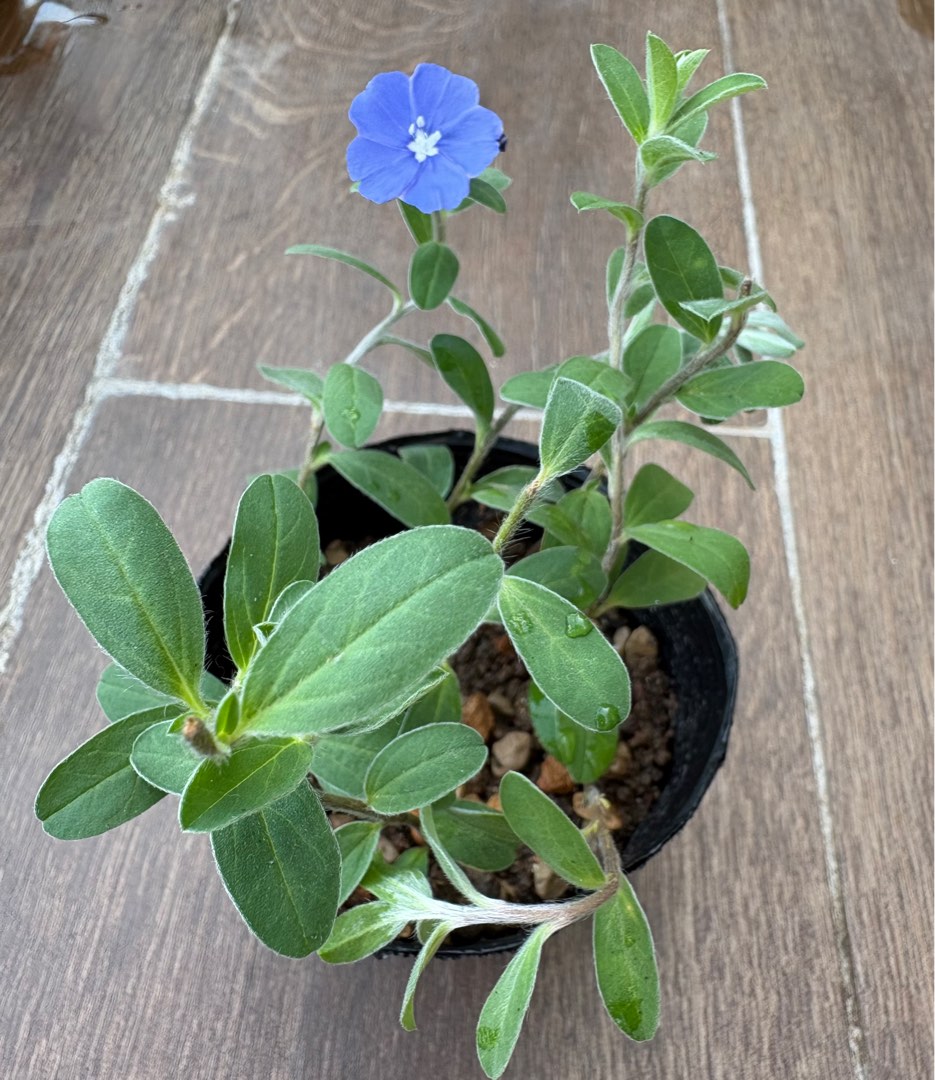Blue Daze (Brazilian Dwarf Morning Glory), Furniture & Home Living ...