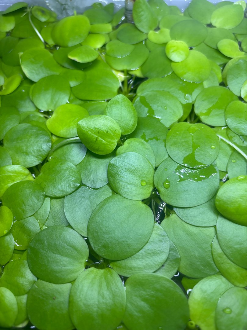 Free floaters - beware of snails, Pet Supplies, Homes & Other Pet ...