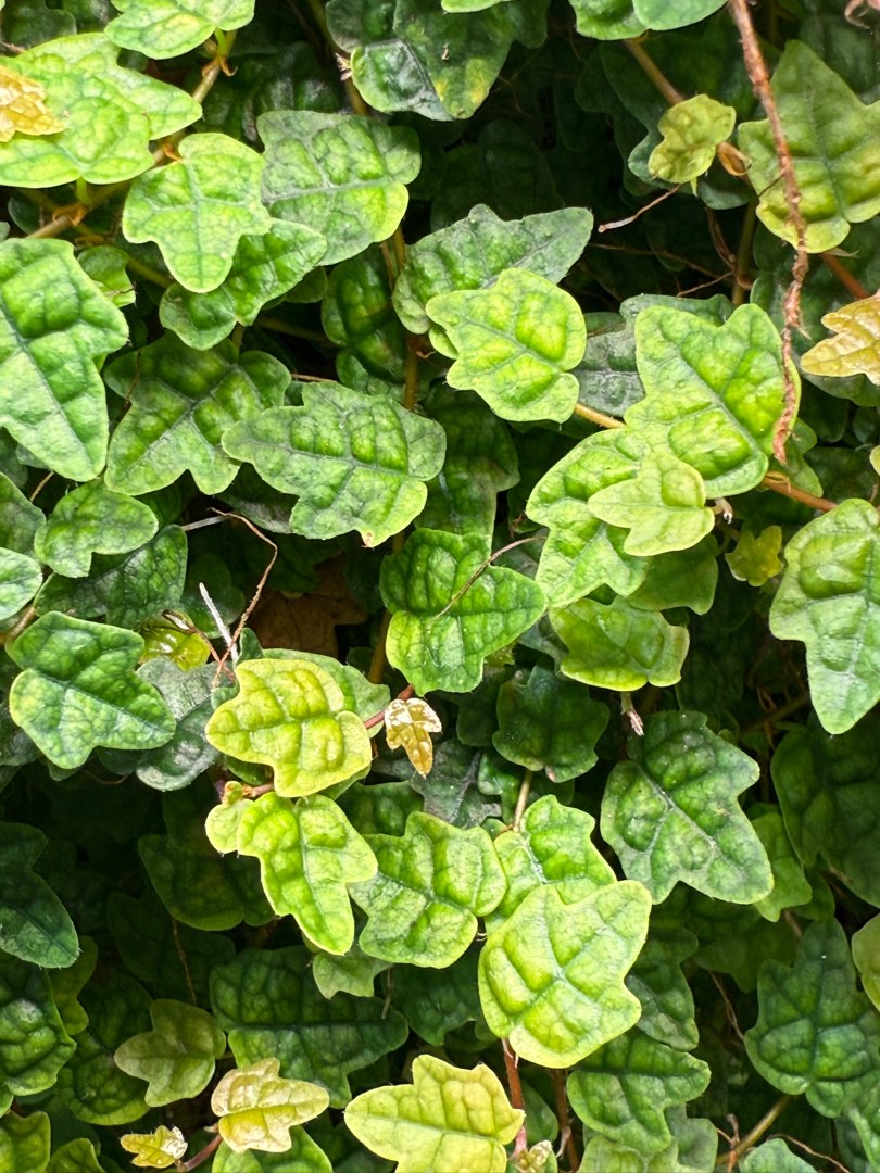 Ficus pumila quercifolia - 6-8 leaves at 3 dollars, Furniture & Home ...