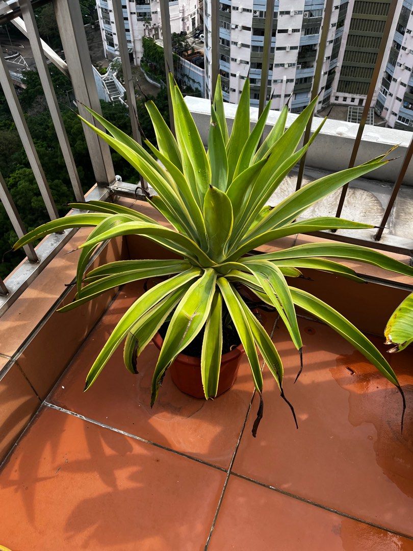 🌵 Agave attenuata (Foxtail Agave) ~1.0m (Plastic Pot) 🌵 「龍舌蘭」大型盆栽 ~1.0米（塑膠花盆）, 傢俬＆家居, 園藝, 植物及種子 ...