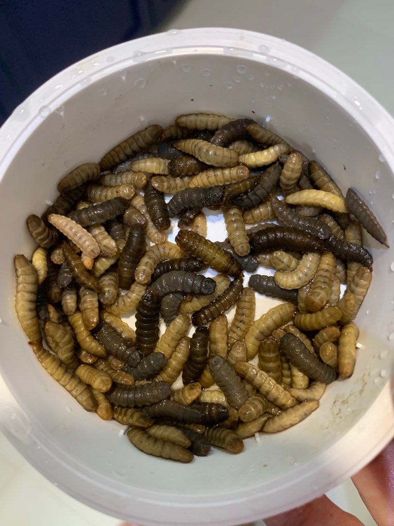 *Live* Black Soldier Fly Larvae Batch 15 (black and white larvae - fat ...