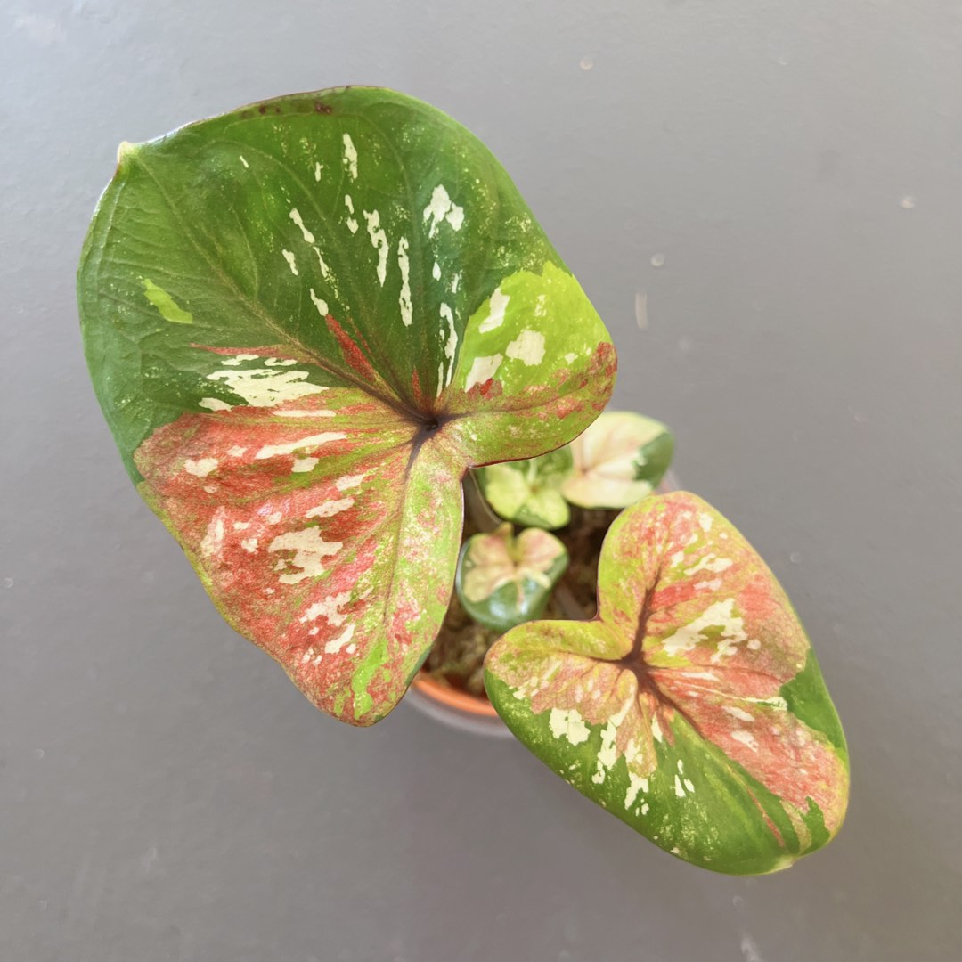 New Caladium Thong nop kaow, Furniture & Home Living, Gardening, Plants ...