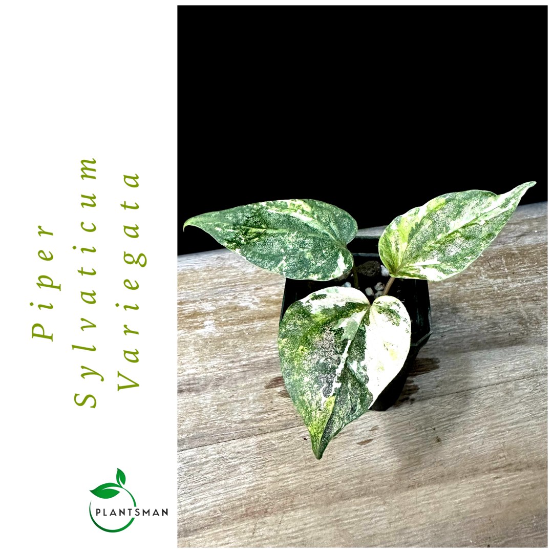 Piper Sylvaticum Variegated, Furniture & Home Living, Gardening, Plants ...