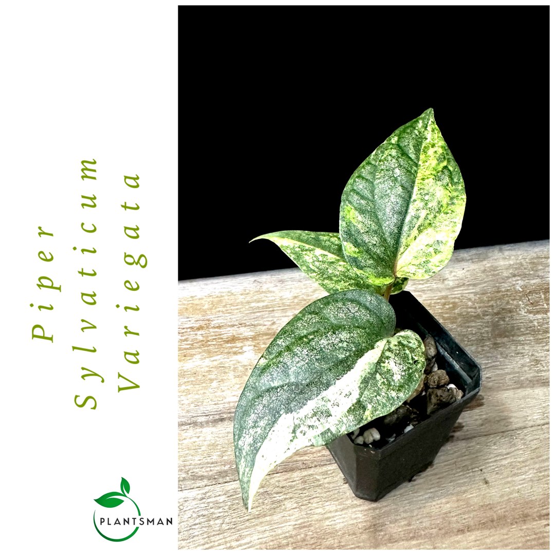 Piper Sylvaticum Variegated, Furniture & Home Living, Gardening, Plants ...