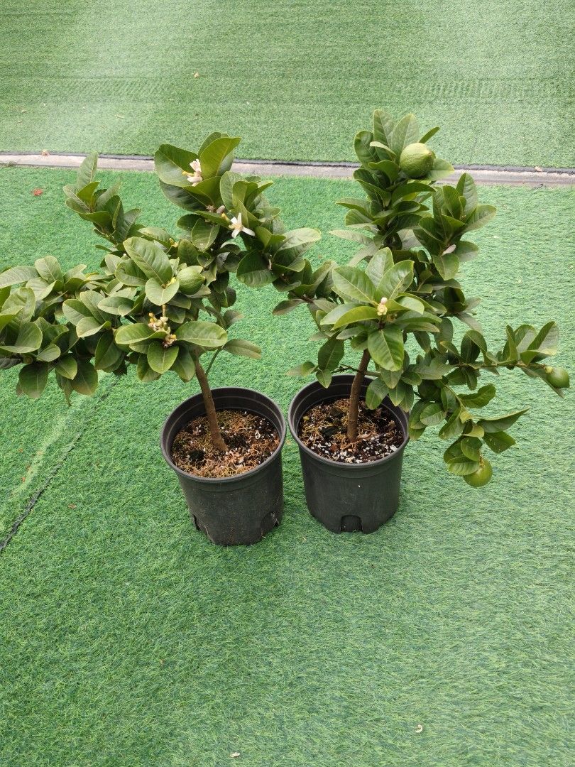 Taiwan Dwarf perfume lemon, Furniture & Home Living, Gardening, Plants ...