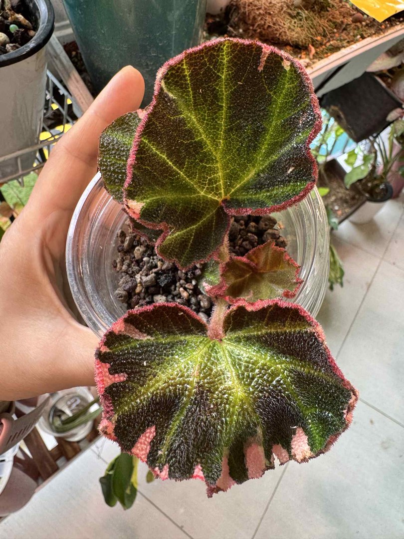 Begonia soli mutata variegated, Furniture & Home Living, Gardening ...