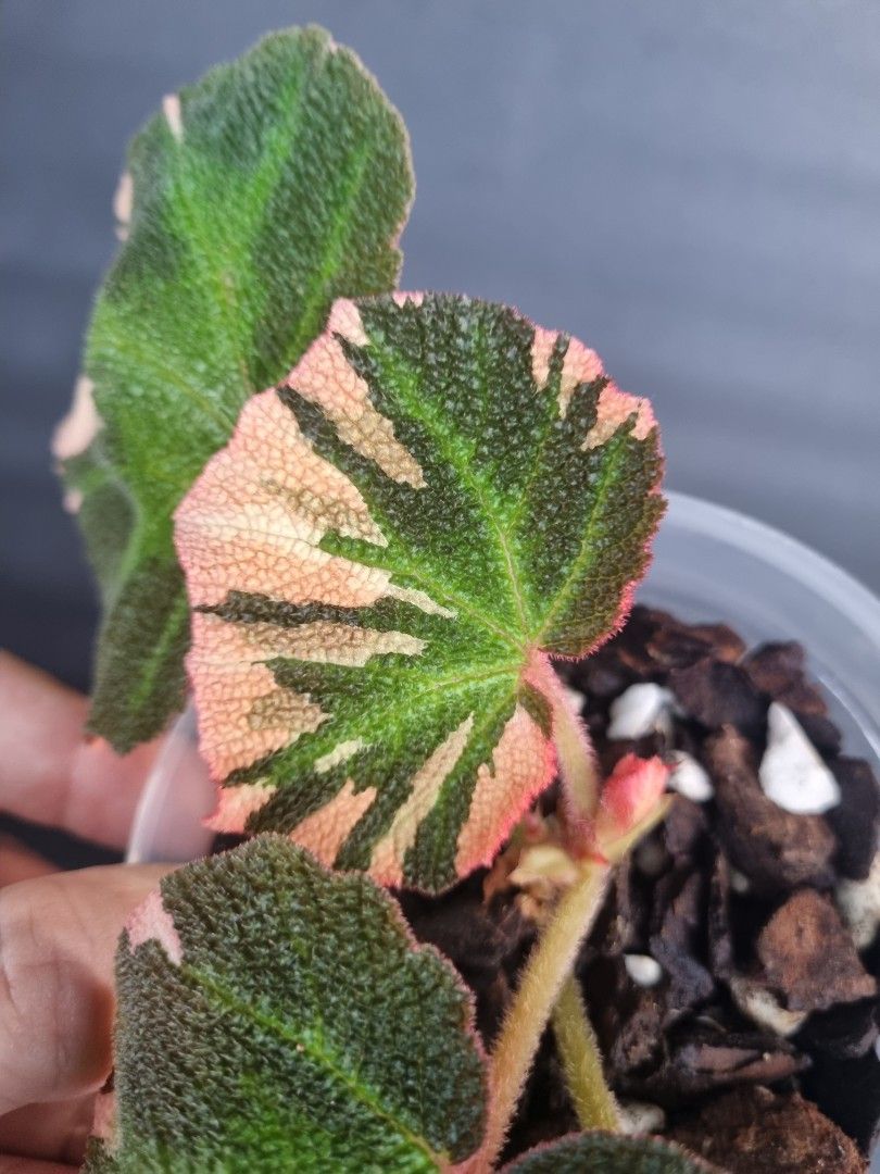 Begonia Solimutata Variegated, Furniture & Home Living, Gardening ...