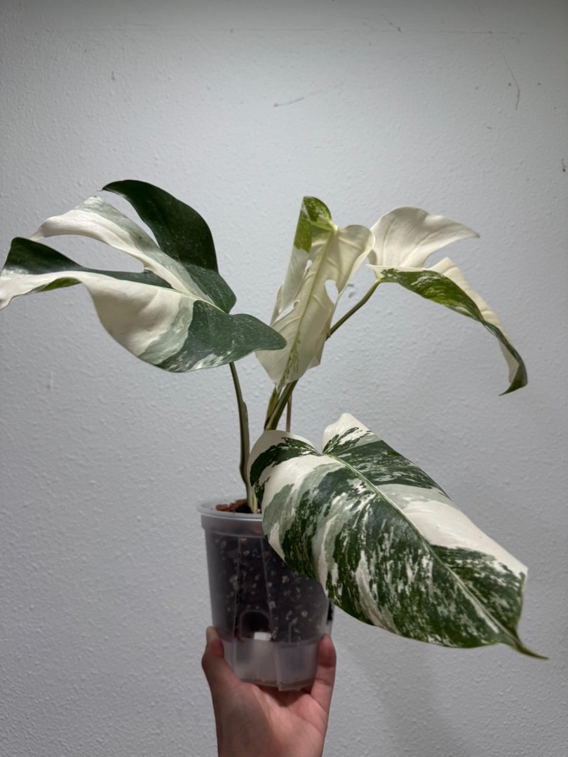 Monstera White Tiger Premium, Furniture & Home Living, Gardening ...