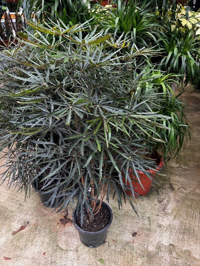 False Aralia (Dizygotheca elegantissima) – Unique Foliage Houseplant 1. ...