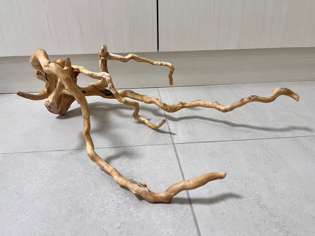 Aquarium Driftwood Fish Tank Altum Pleco Tiger Tetra Corydoras ...