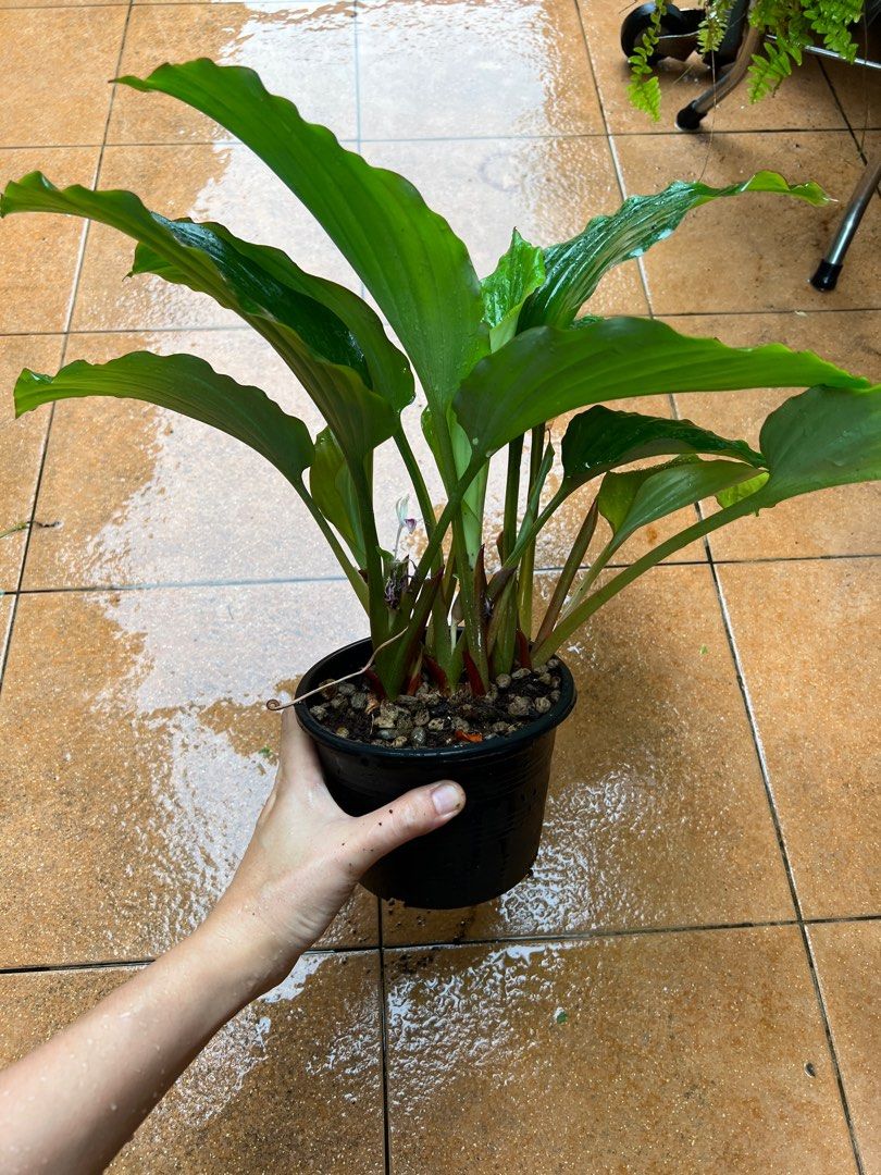 Kaempferia parviflora | Black Ginger, Furniture & Home Living, Gardening, Plants & Seeds on ...