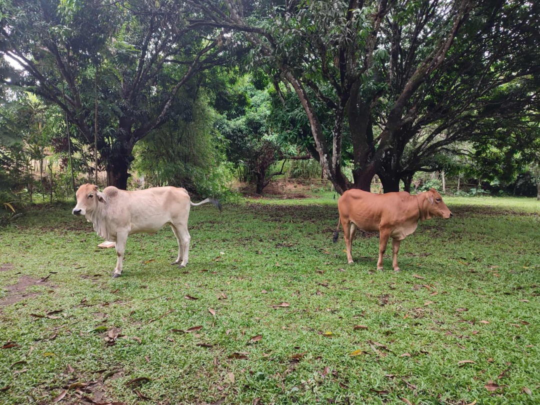 Indang Cavite Farm/Residential Lot 1 hectare P3,500/sqm Clean Title ...