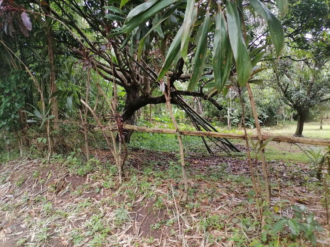 Indang Cavite Farm/Residential Lot 1 hectare P3,500/sqm Clean Title ...