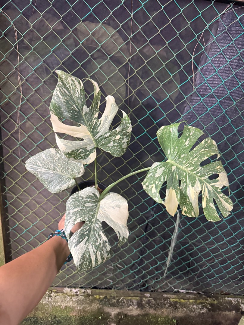 Monstera White Snow, Furniture & Home Living, Gardening, Plants & Seeds ...