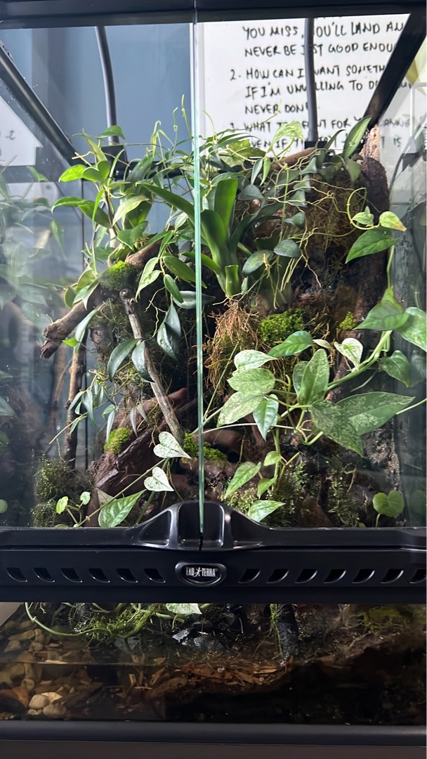 Bioactive Paludarium Vivarium with Waterfall, Pet Supplies, Homes ...