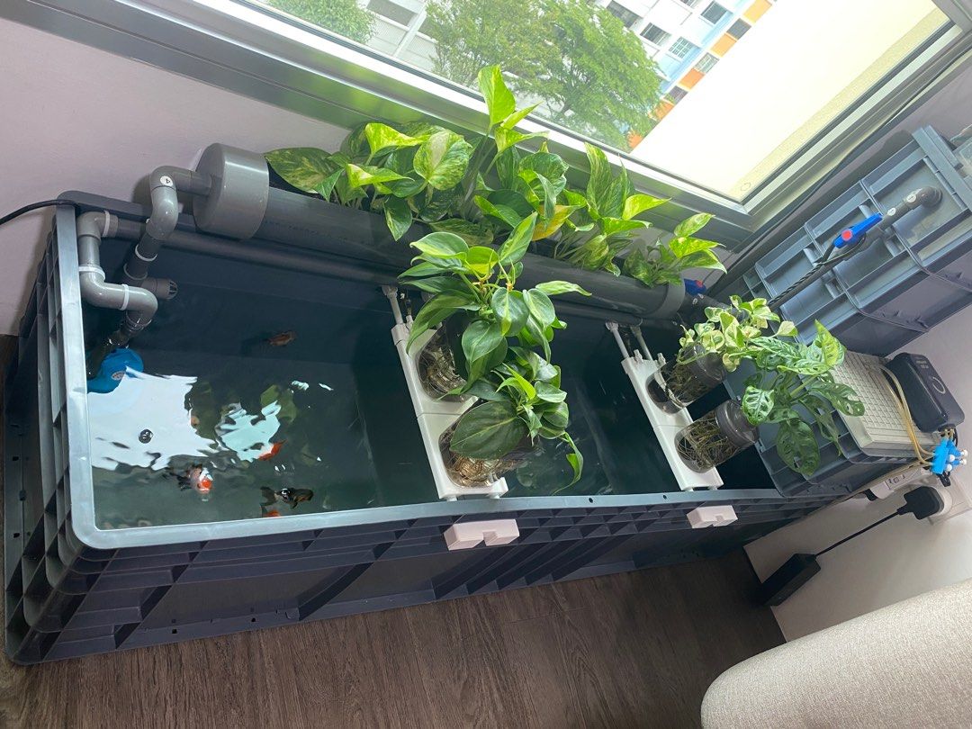 Fish Tub with Filter, Pump and Media, Pet Supplies, Homes & Other Pet ...