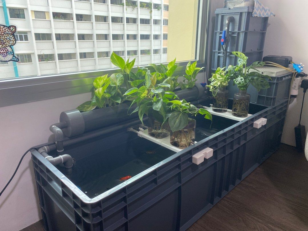 Fish Tub with Filter, Pump and Media, Pet Supplies, Homes & Other Pet ...